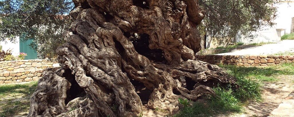 THE MONUMENTAL OLIVE TREE AT VOUVES | ABEA
